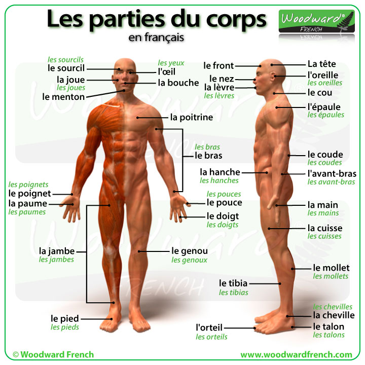 Parts Of The Body In French Woodward French